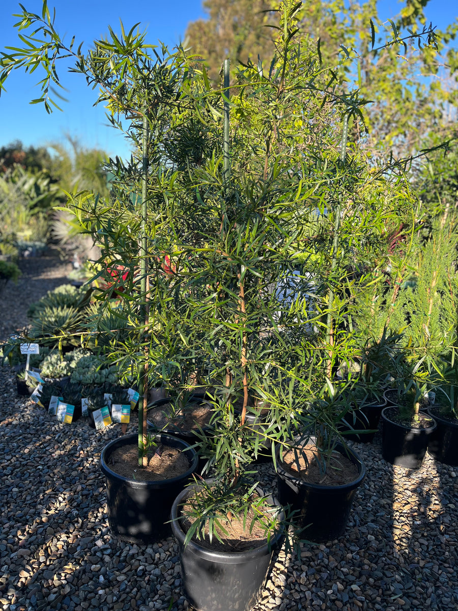 Podocarpus elatus - Illawarra Plum – Plant Culture