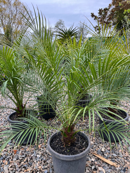 Phoenix roebelenii - Dwarf Date Palm – Plant Culture
