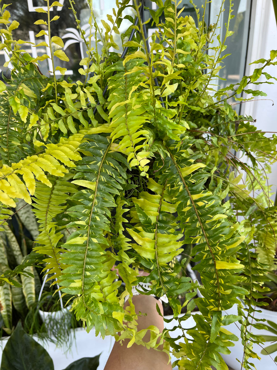 Nephrolepis exaltata ‘Tiger Fern’ – Plant Culture