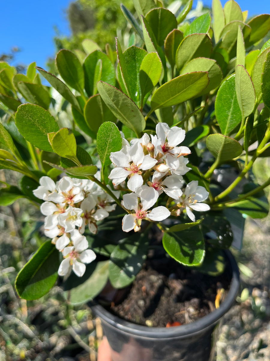 Rhaphiolepis indica ‘Oriental Pearl’ - Indian Hawthorn – Plant Culture