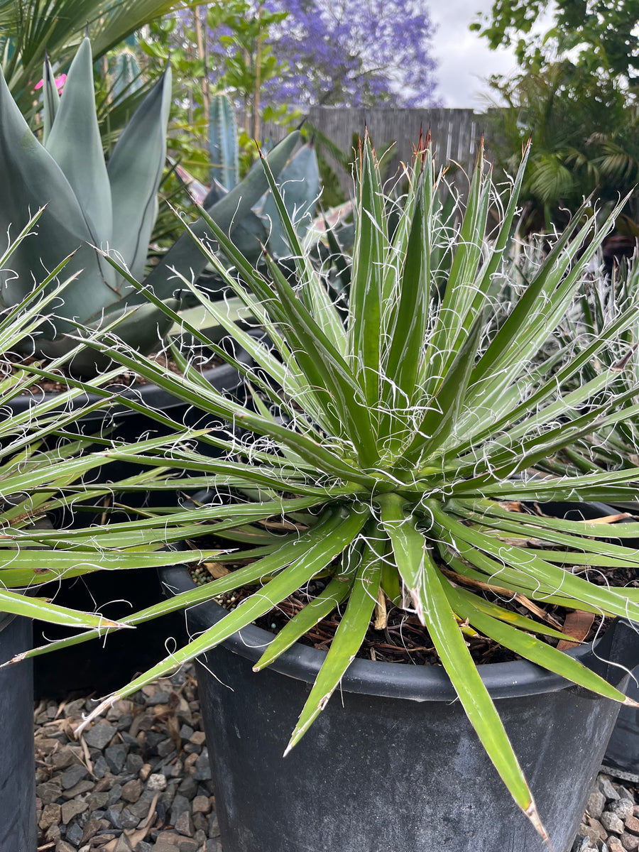Agave filifera - Thread Agave – Plant Culture