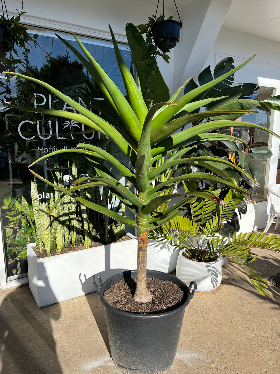 Aloe barberae - Aloe Tree – Plant Culture