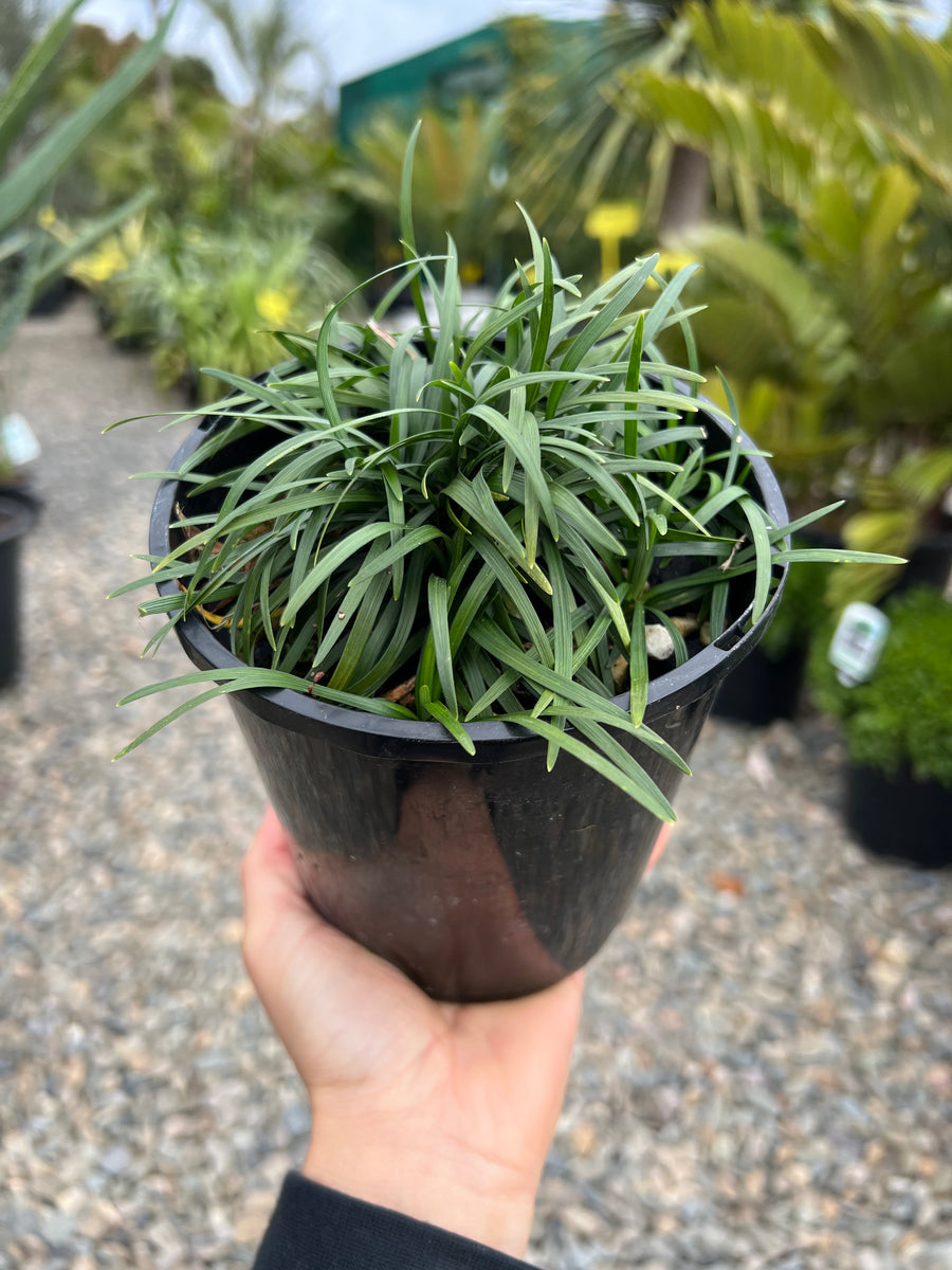 Ophiopogon japonica ‘Nana’ - Dwarf Mondo Grass – Plant Culture