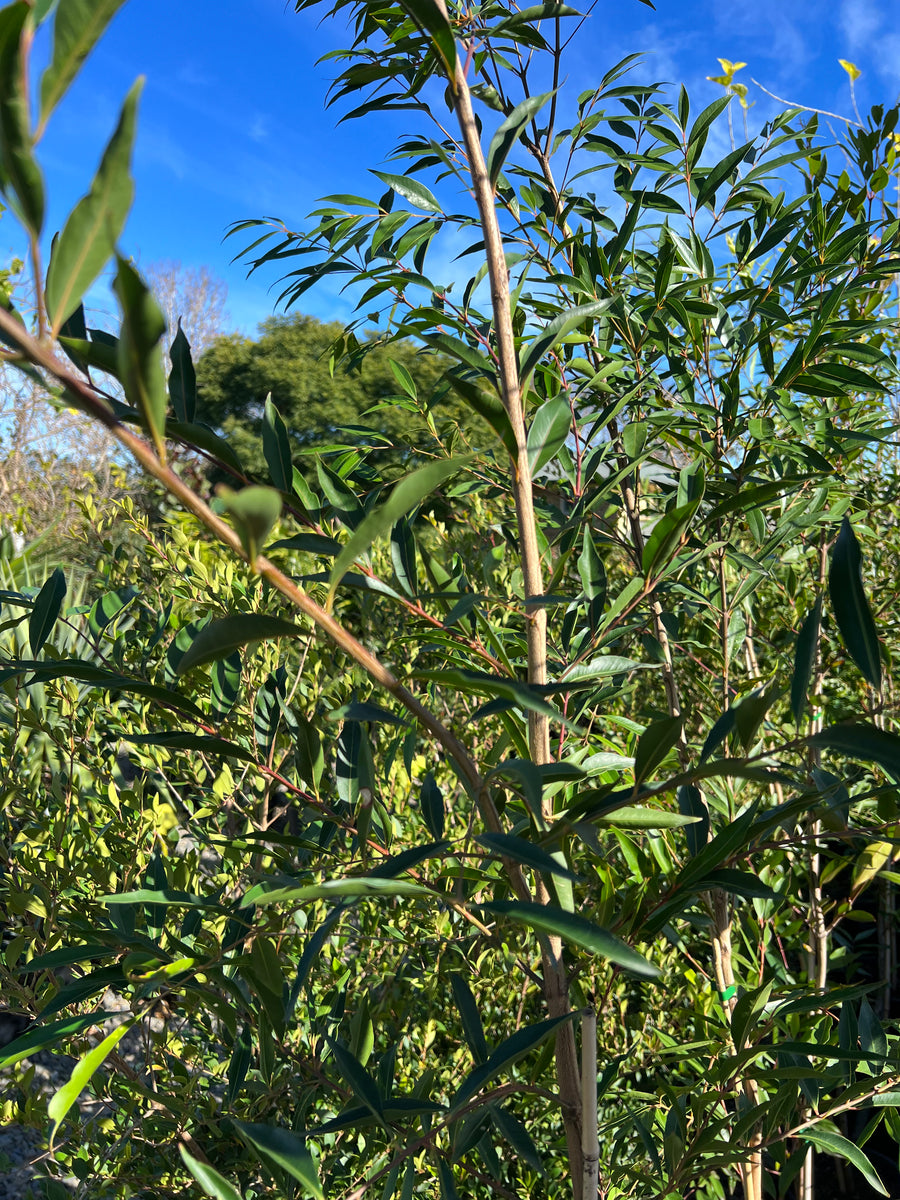 Waterhousia floribunda - Weeping Lilly Pilly – Plant Culture