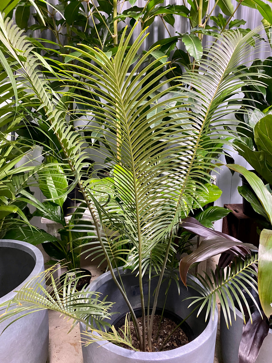 Lepidozamia peroffskyana - Scaly Zamia – Plant Culture