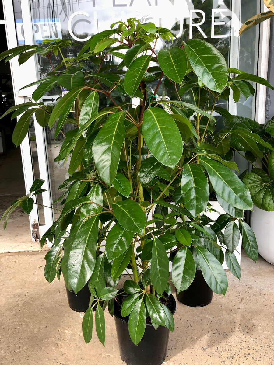 Schefflera actinophylla ‘Alpine Junior’ - Umbrella Tree – Plant Culture