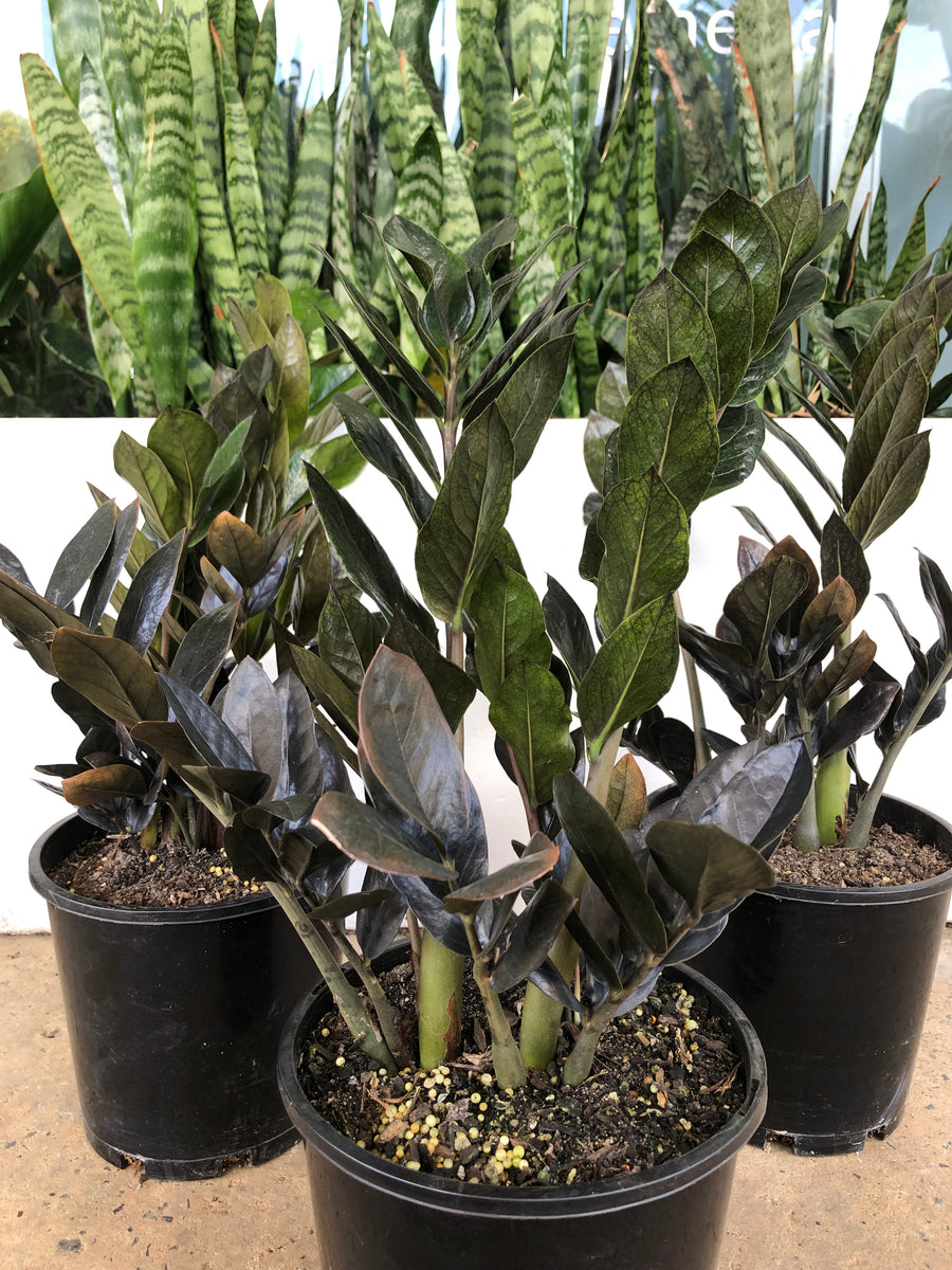 Zamioculas zamifolia ‘Raven’ - Black Zanzibar Gem – Plant Culture