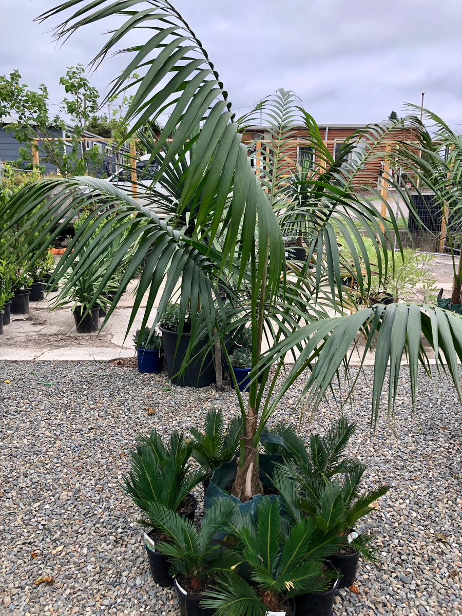 Howea forsteriana - Kentia Palm – Plant Culture