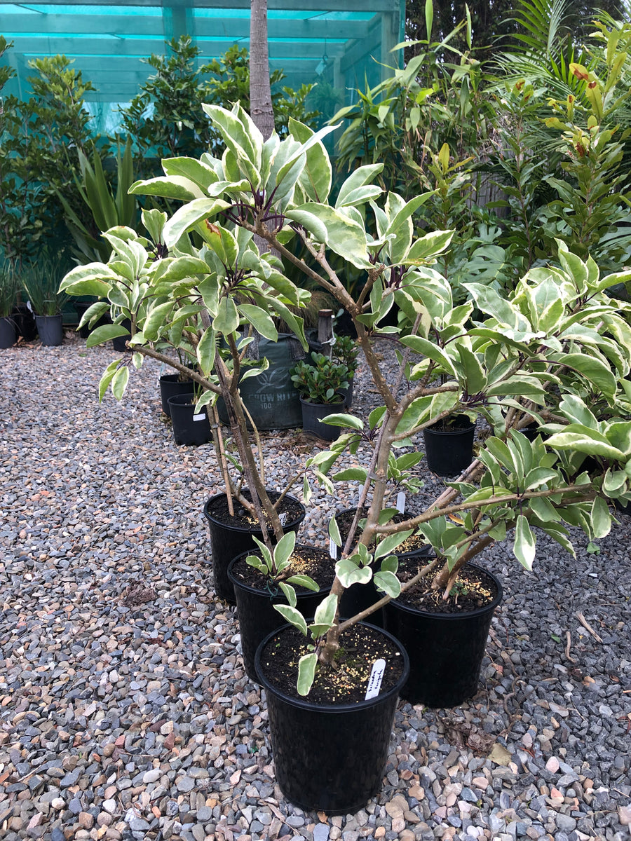 Solandra maxima ‘Variegata’ - Variegated Golden Chalice Vine – Plant ...