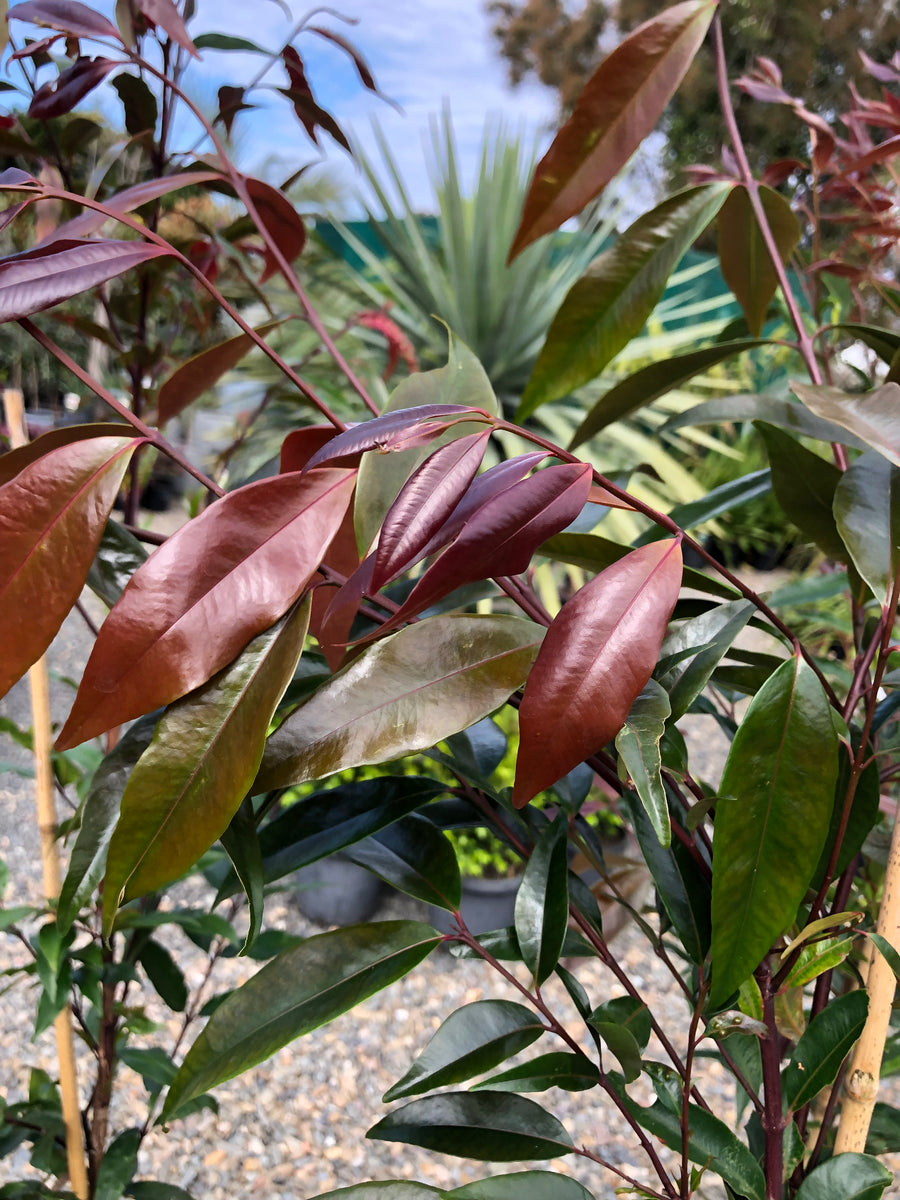 Waterhousia floribunda - Weeping Lilly Pilly – Plant Culture