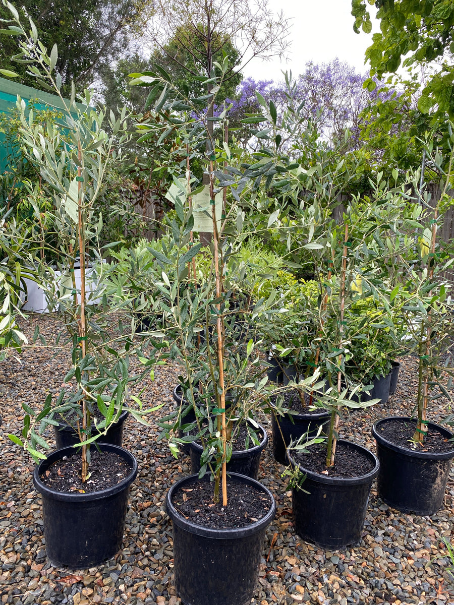 Olea europaea 'Kalamata' - Kalamata Olive – Plant Culture