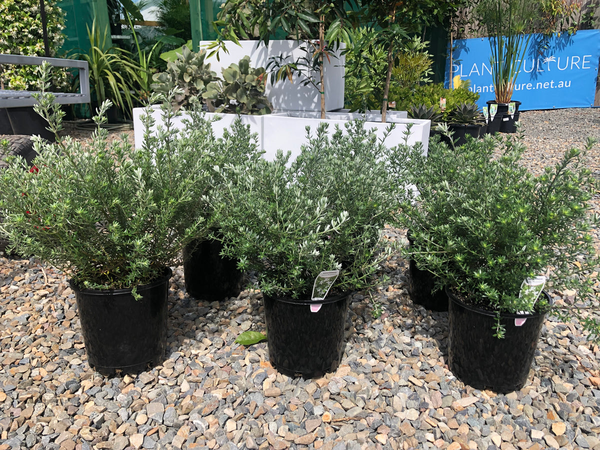 Westringia fruticosa ‘Zena’ - Coastal Rosemary – Plant Culture