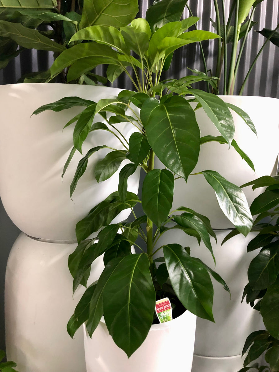 Schefflera actinophylla ‘Alpine Junior’ - Umbrella Tree – Plant Culture